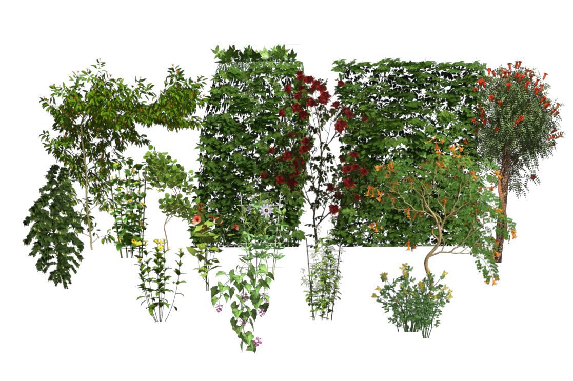 Plants Climbers Catalog Details